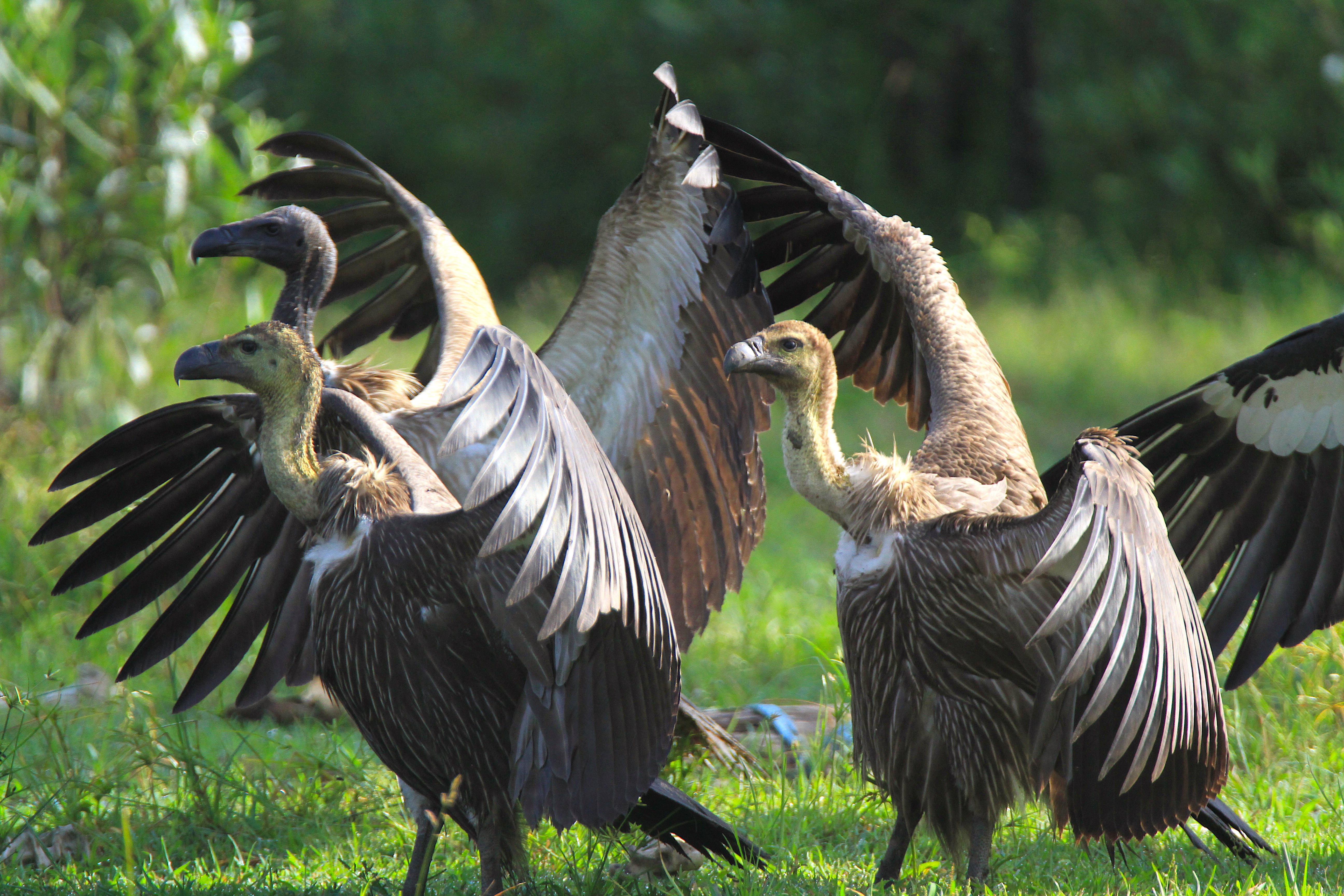 Gyps Bengalensis Cms